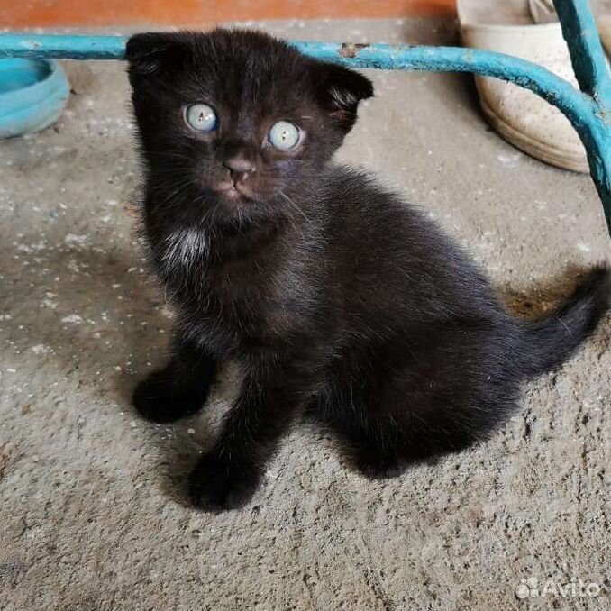 Котенок от вислоухой мамы