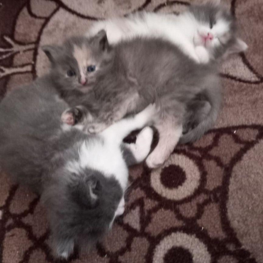 Котята в добрые руки
