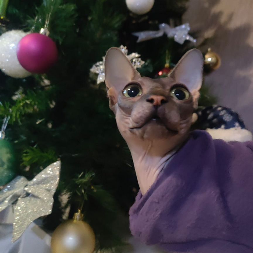 Канадский сфинкс вязка девочка