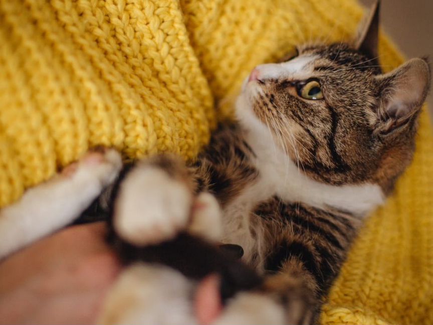 Котята и кошки