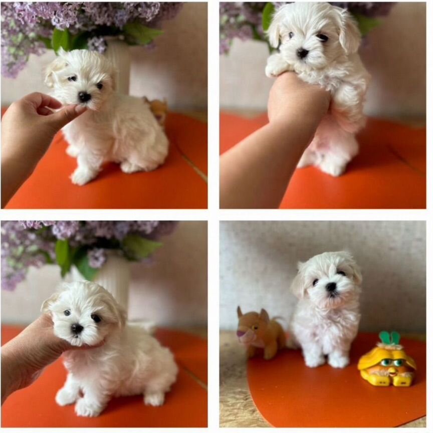 Мальтийская болонка, щенок