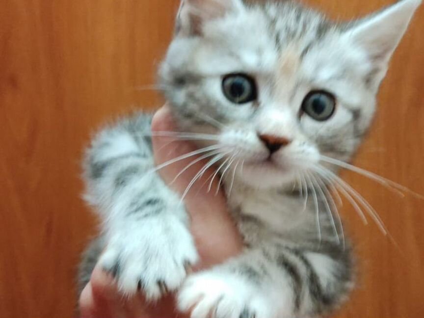 Продам котят помесь мейнкуна с британцем