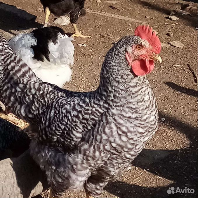 Молодняк петушков породы плимутрок,астролопы