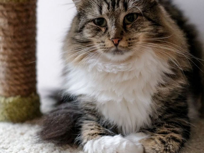 Молодая красавица Сима из приюта/ бесплатно