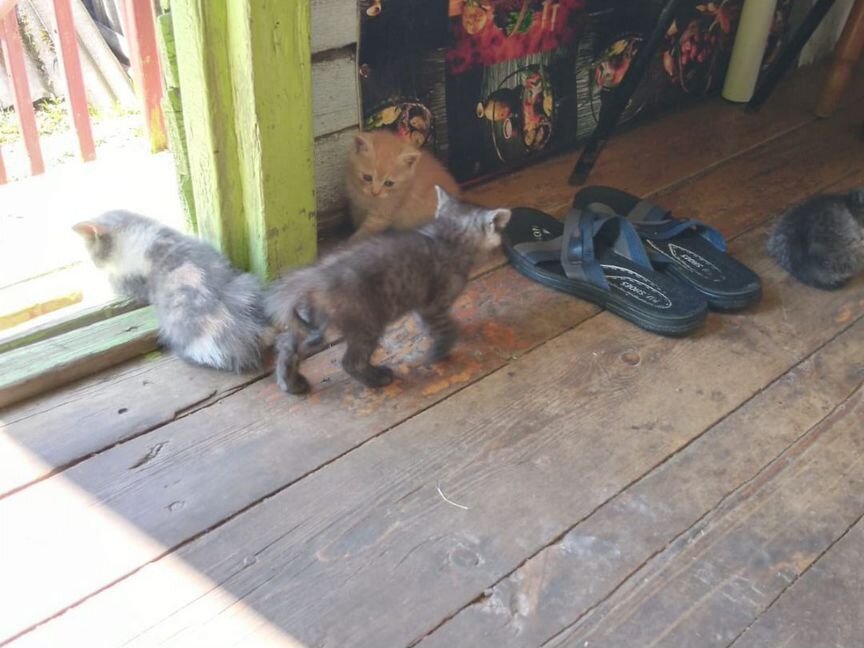 Котята в добрые руки за шеколадку