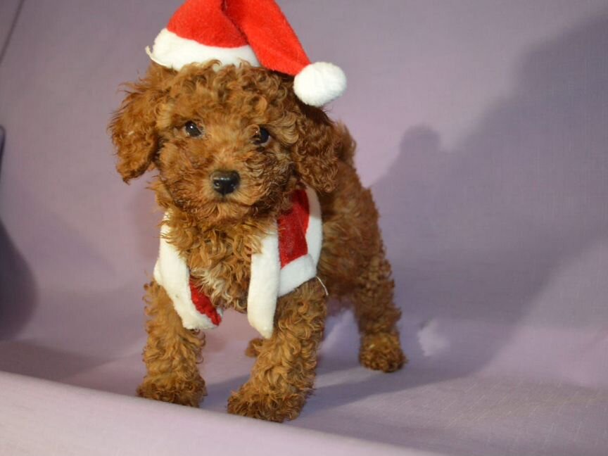 Роскошный красный той Пудель