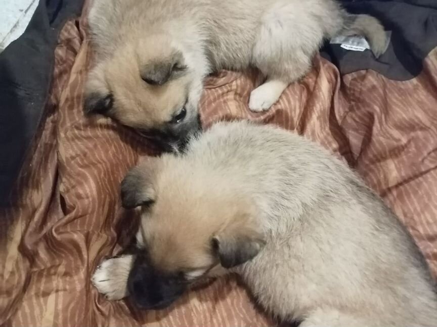 Щенки в добрые руки