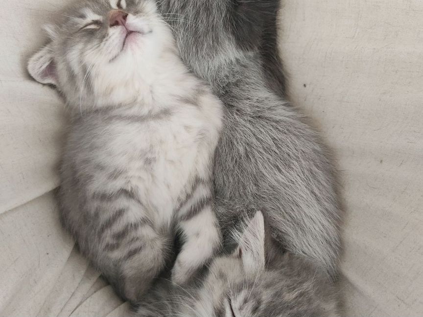 Шотландские метисы