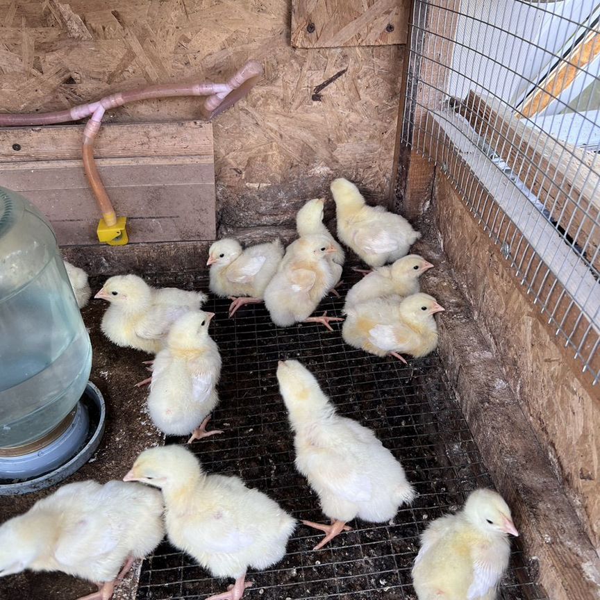 Цыпленок брама