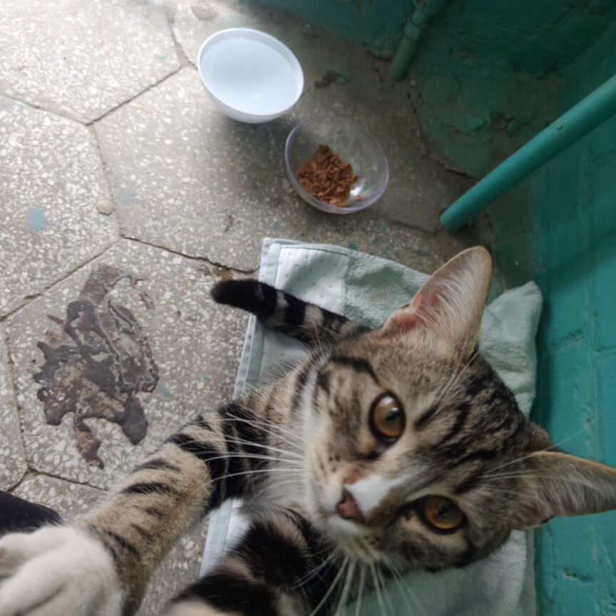 Кот в добрые руки