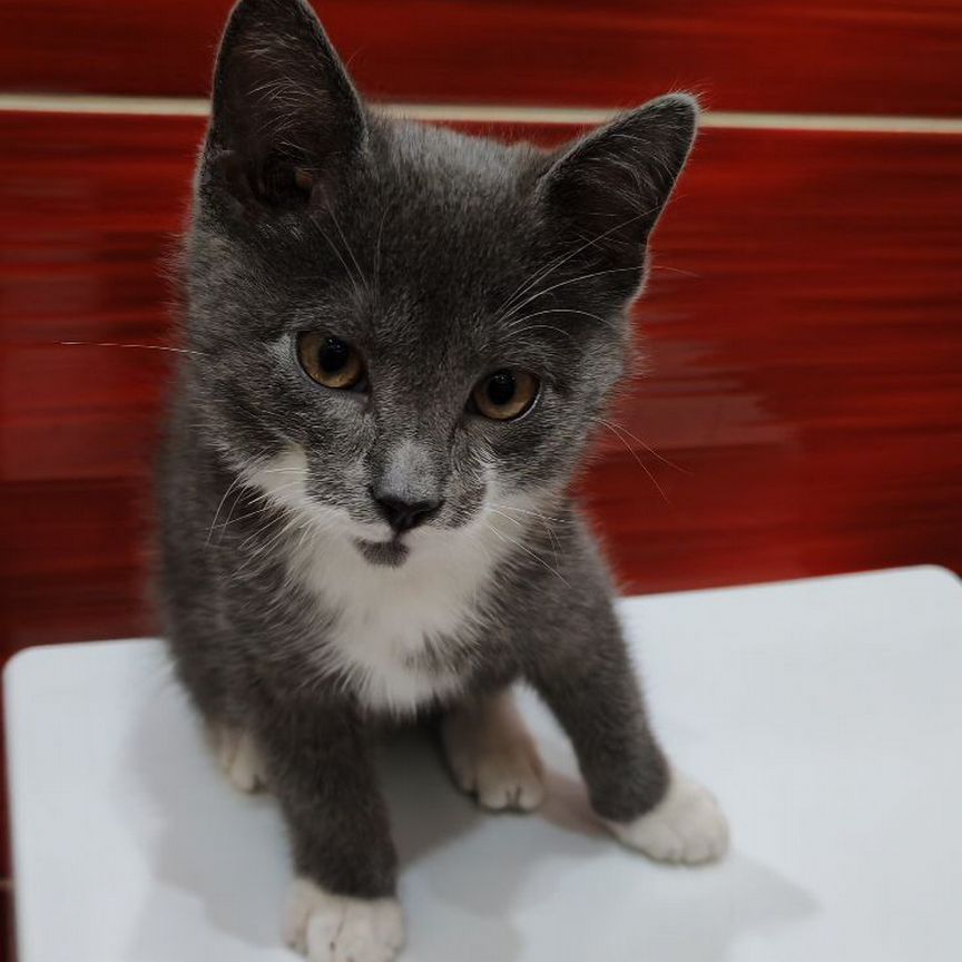 Курильский бобтейл короткошёрстный котёнок