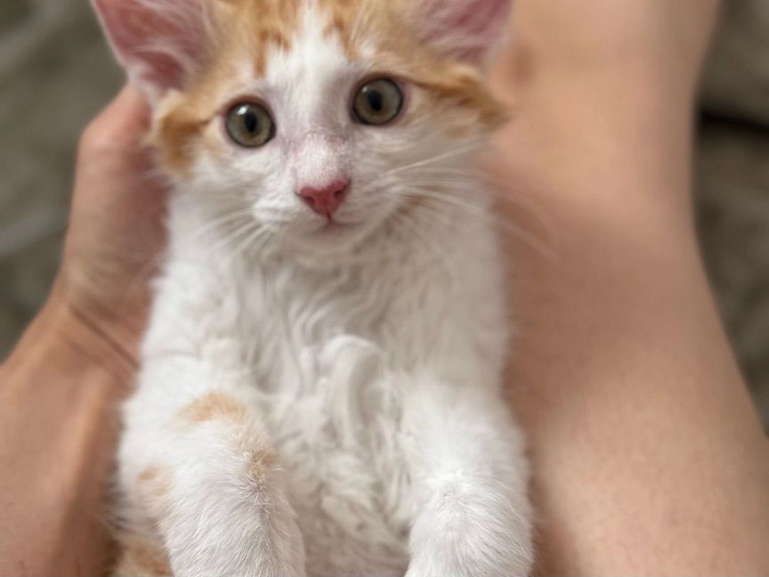 Кошки