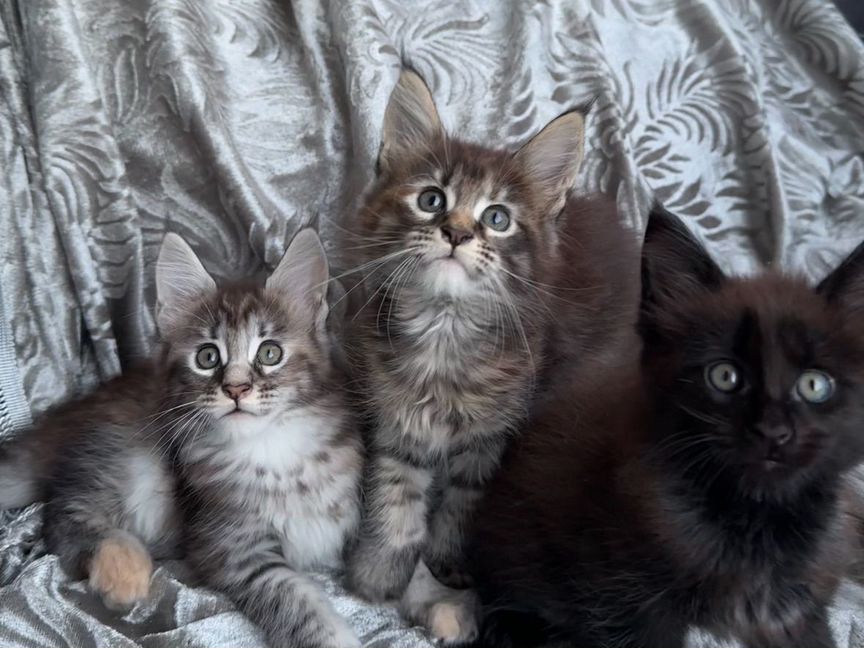 Котята мейн-кун