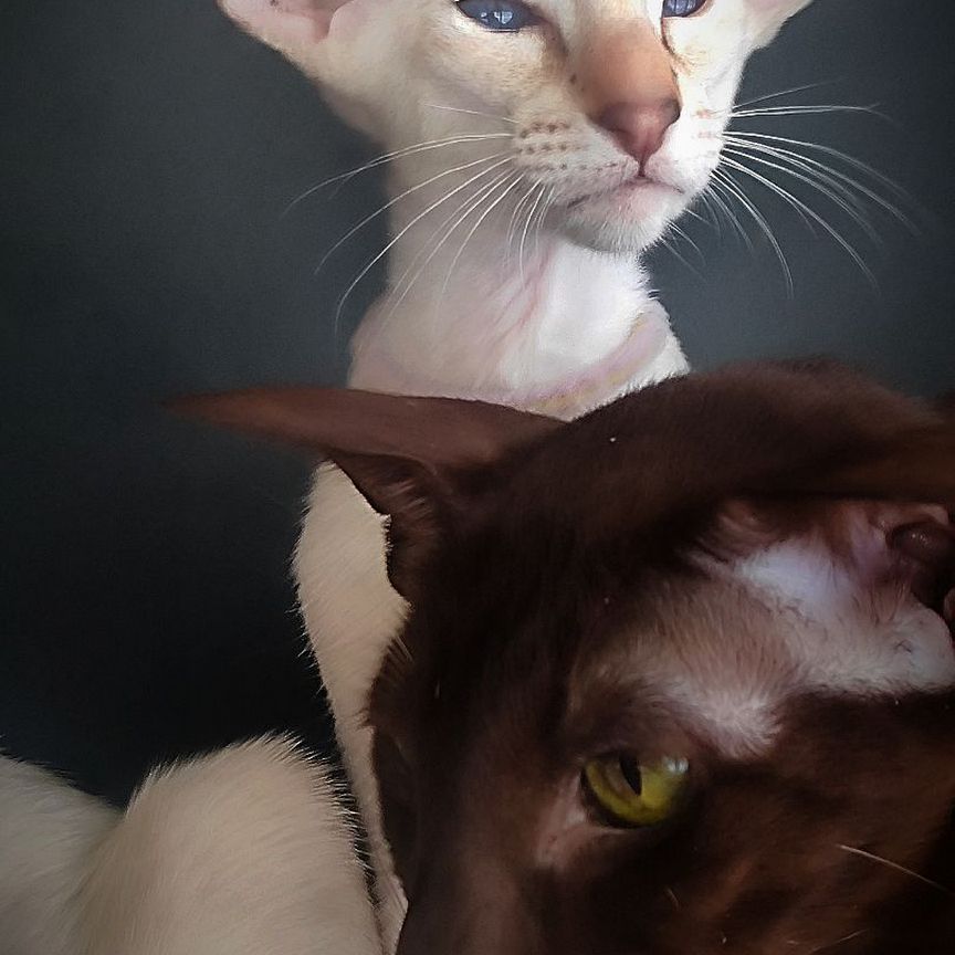 Кошка сиамка табби