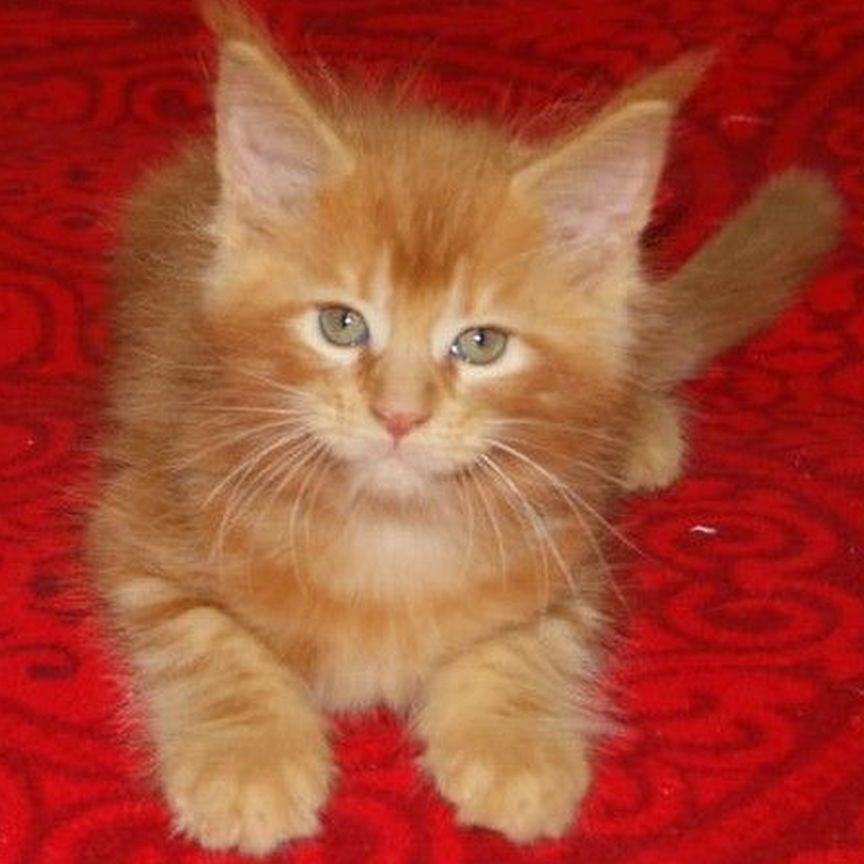 Котёнок от частного владельца