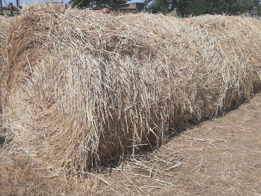 Сено в рулонах