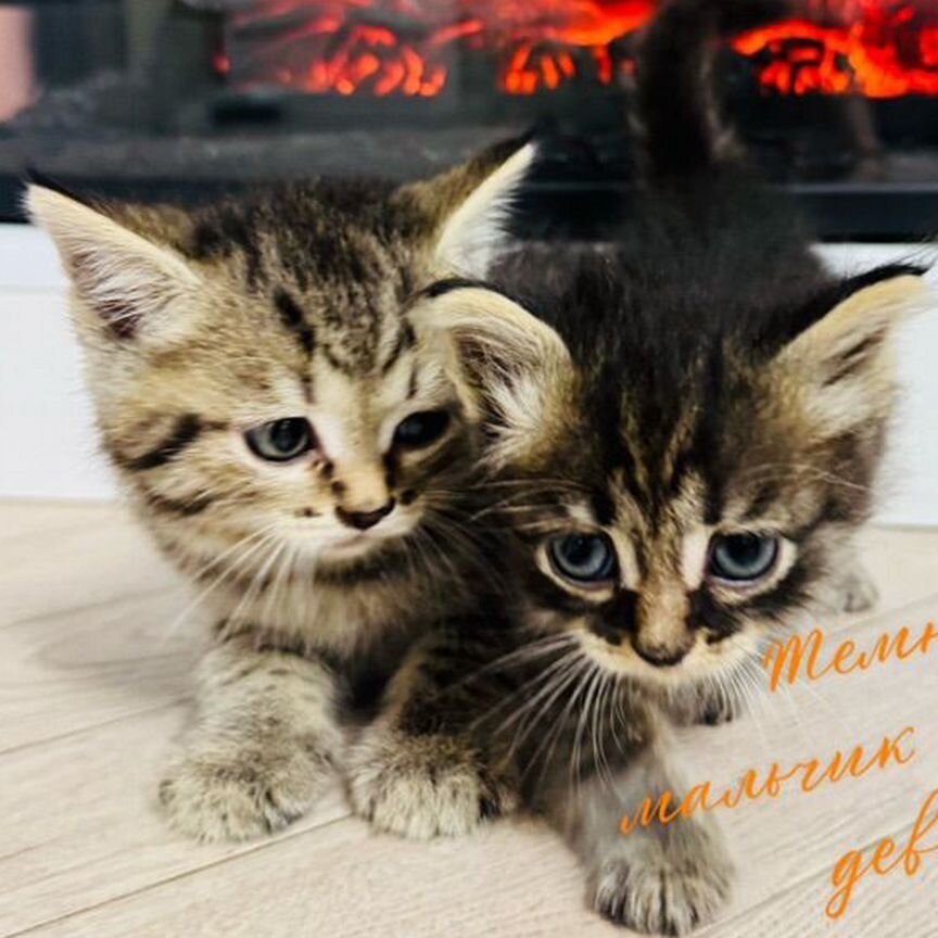 Котята в добрые руки