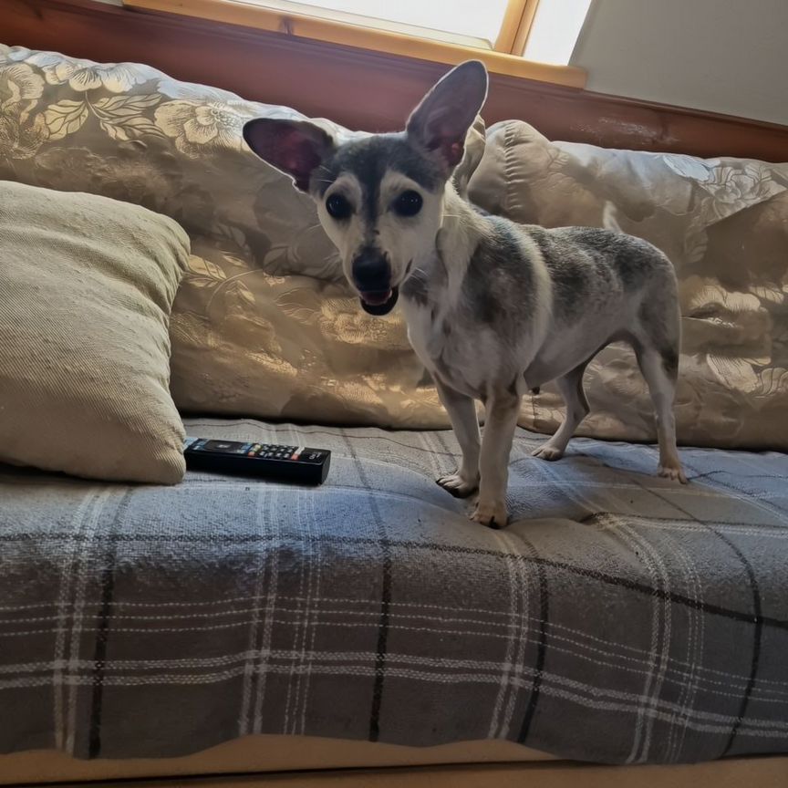 Взрослая собака в добрые руки