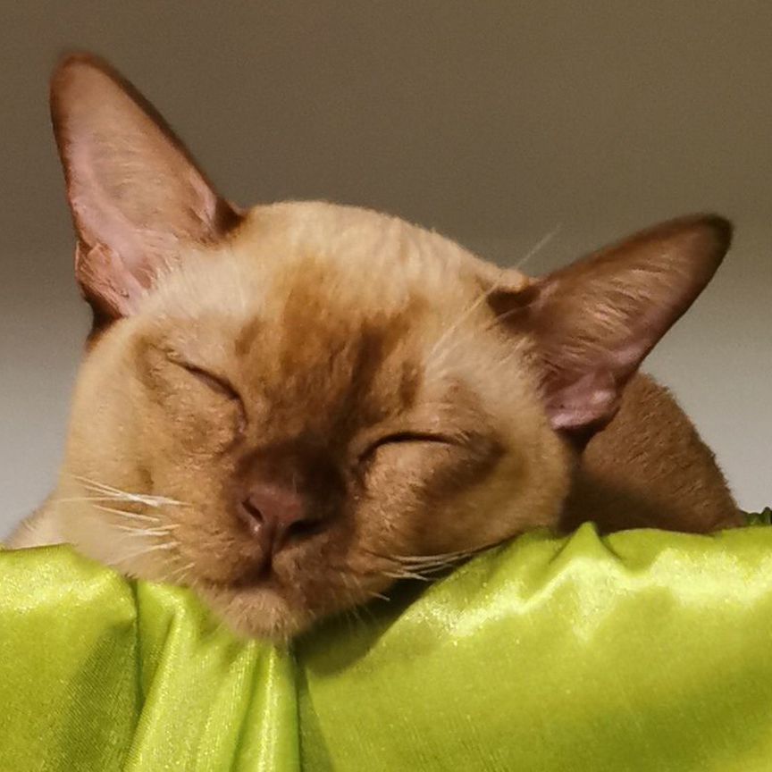 Котёнок от частного владельца