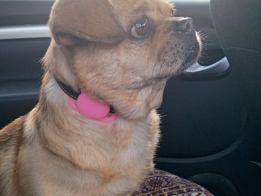 Хозяин отзовись