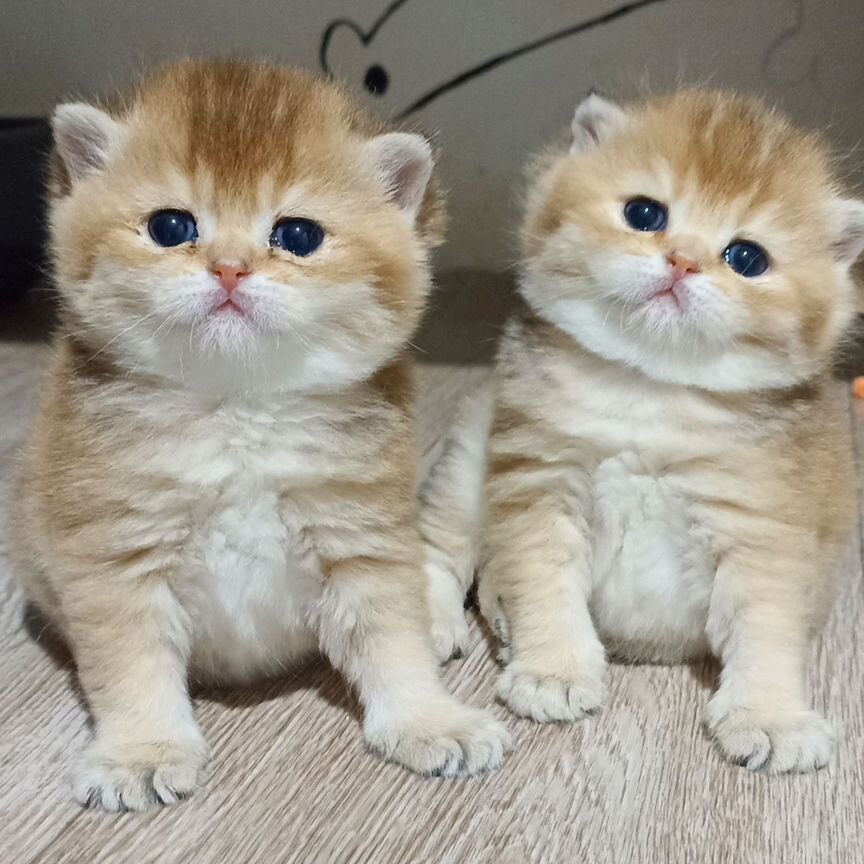 Британский короткошёрстный котёнок