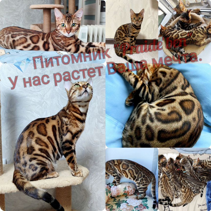 Бенгальские котята