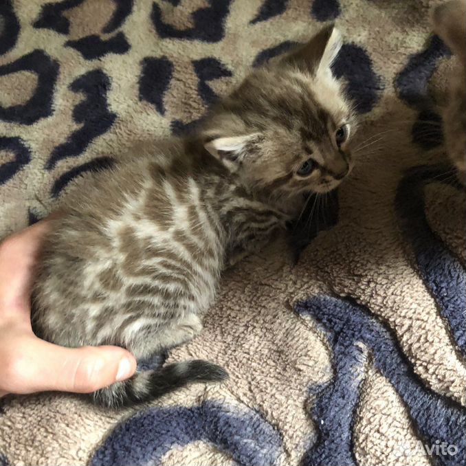 Котята бенгальской породы снежный линкс