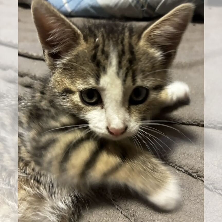 Котёнок в добрые руки