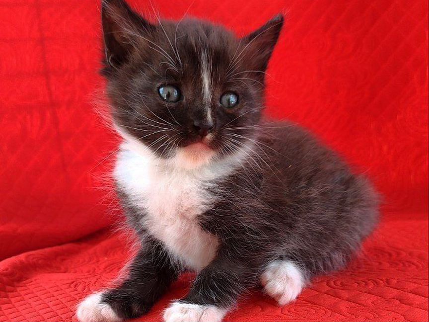 Котята в добрые руки,за корм