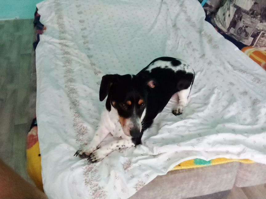 Собака в добрые руки