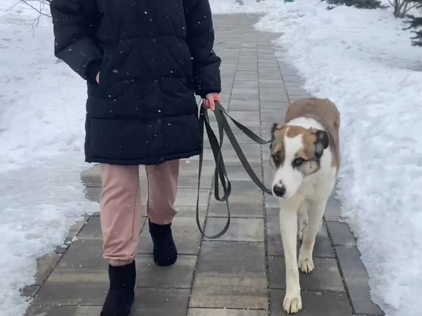 Рея ищет дом