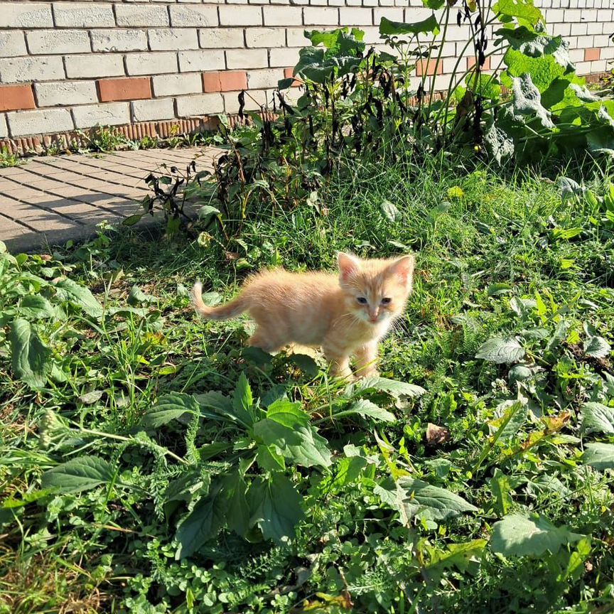 Котик в добрые руки