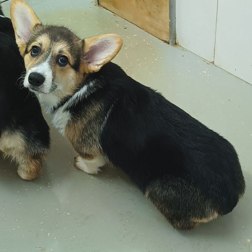 Девочка триколор Вельш корги пемброк