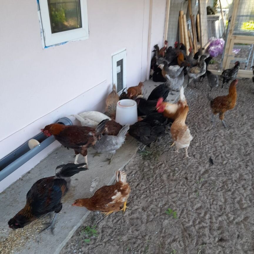 Куры молодки несушки