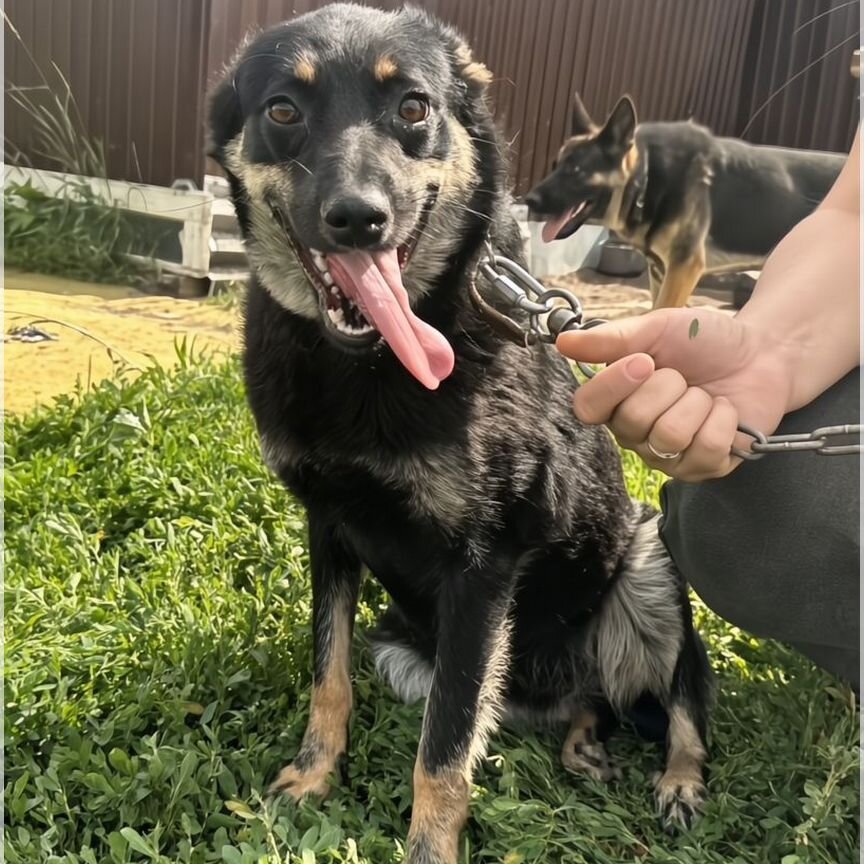 Взрослая собака в добрые руки