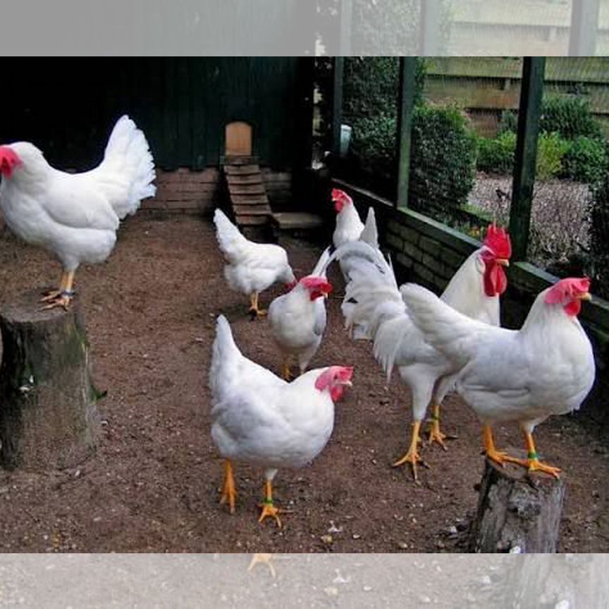 Куры несушки с доставкой