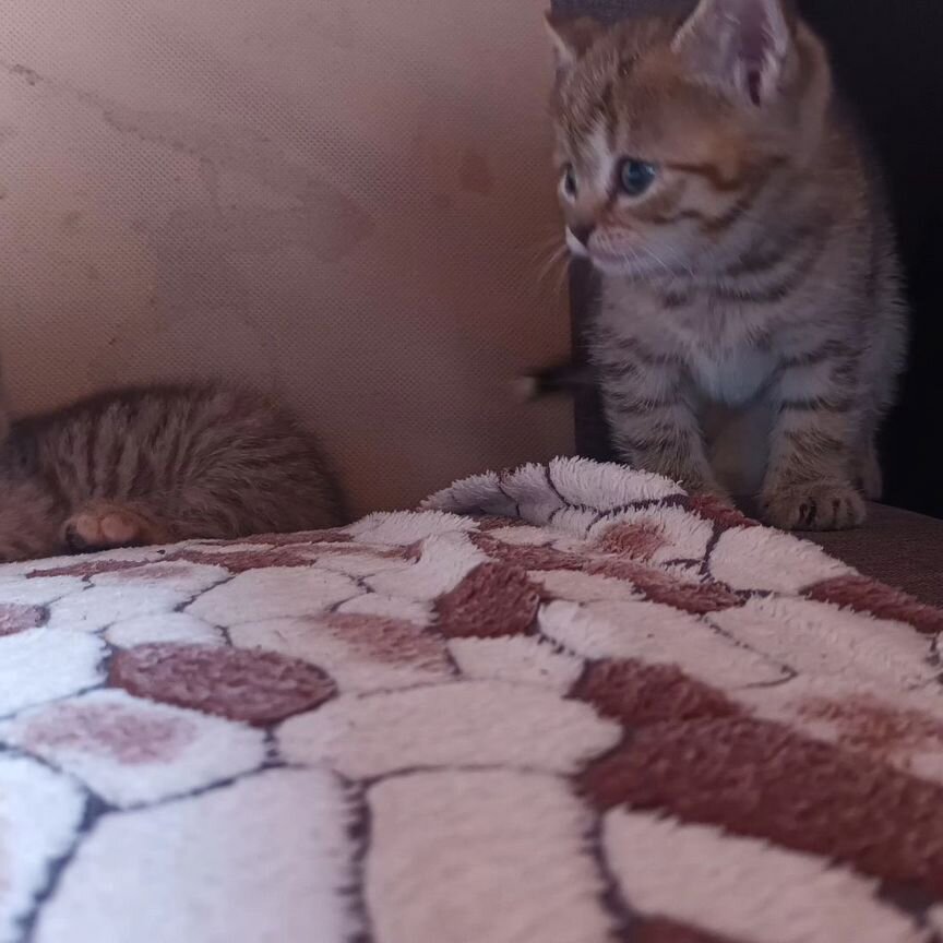 Шотландская