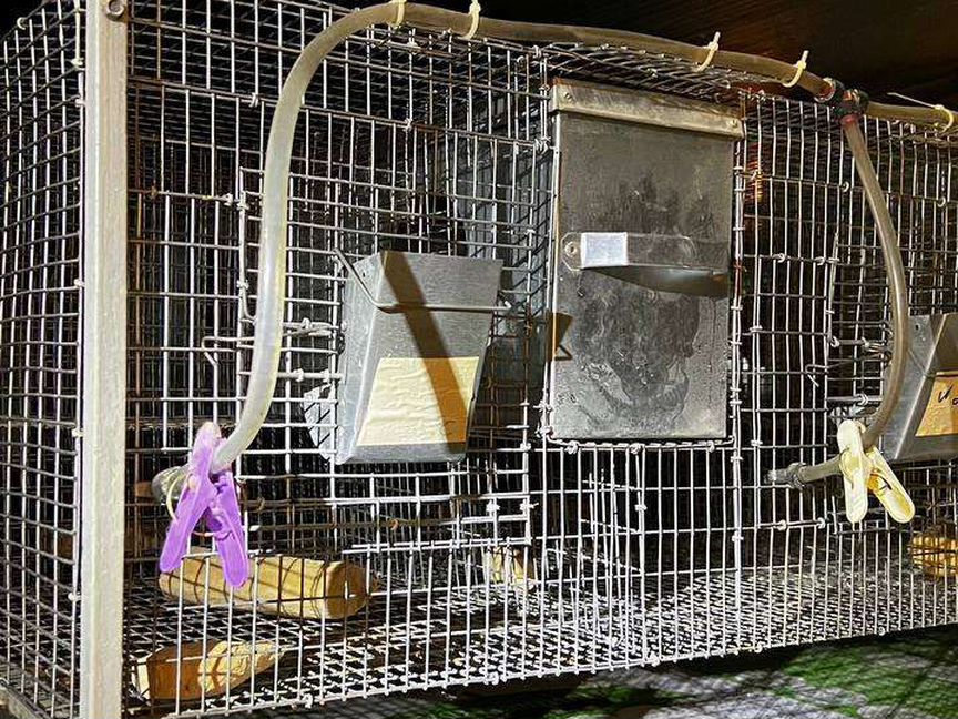 Клетка для шиншил
