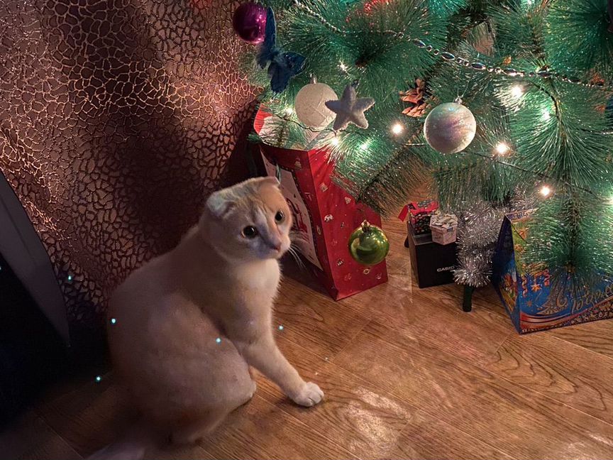 Кот в добрые руки