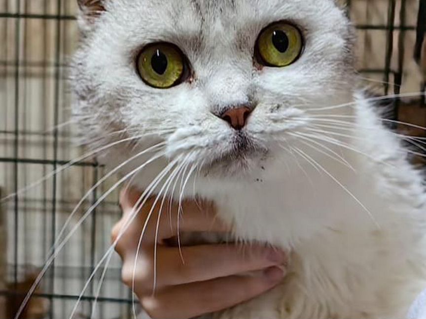 Кошка из частного приюта ищет дом