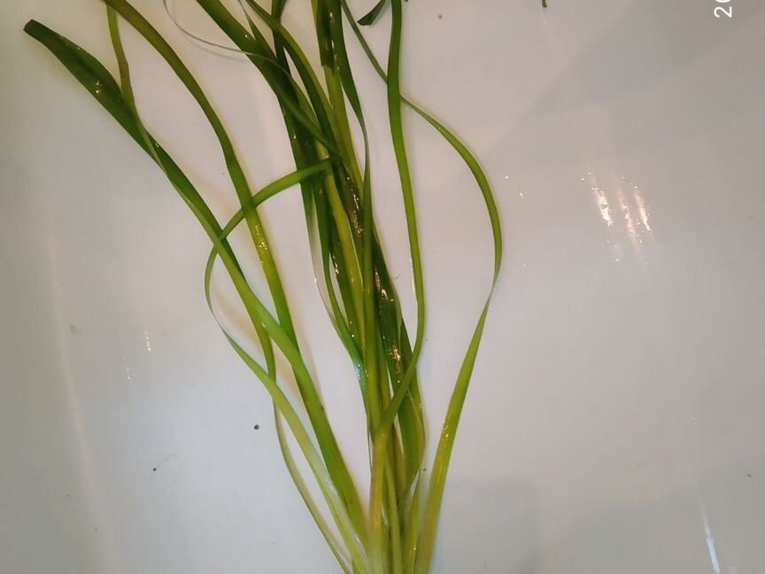 Валлиснерия гигантская