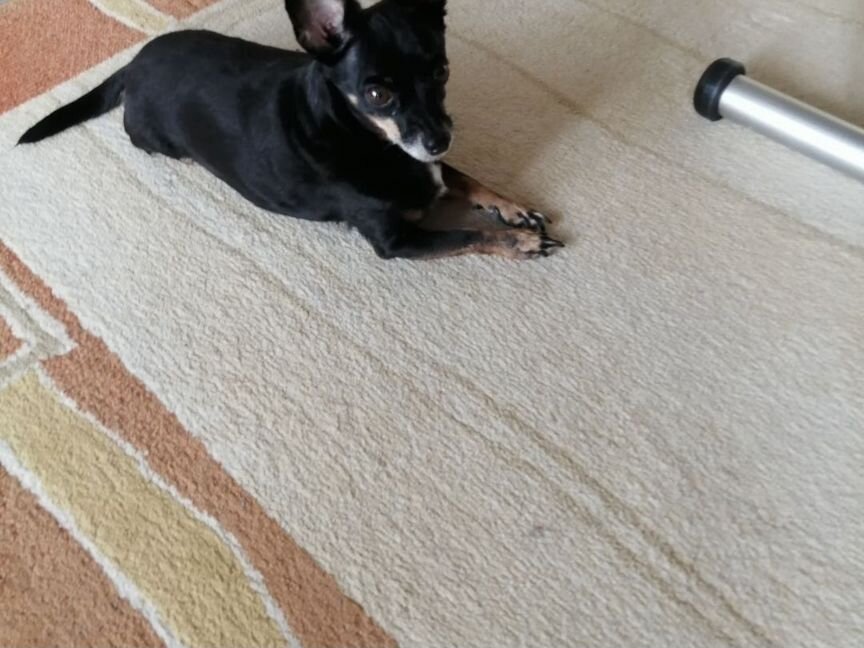 Маленький друг