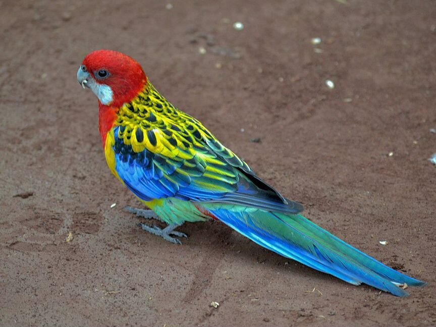 Розелла Пёстрая