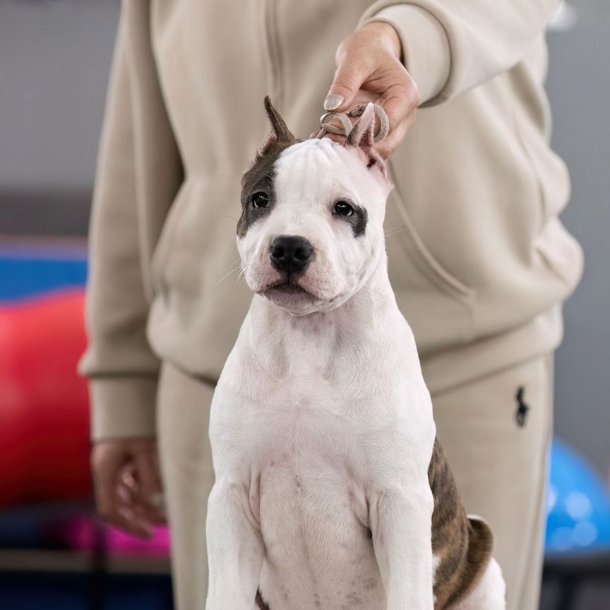 Мальчик амстафф