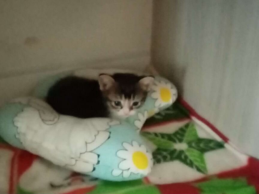 Абиссинские котята