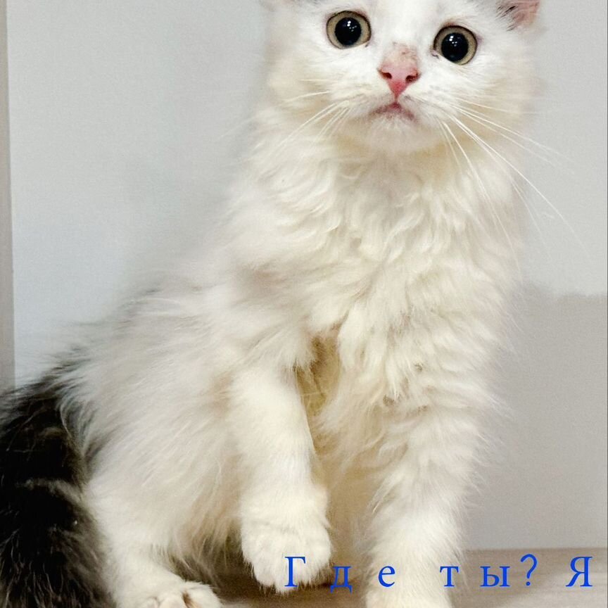 Котята