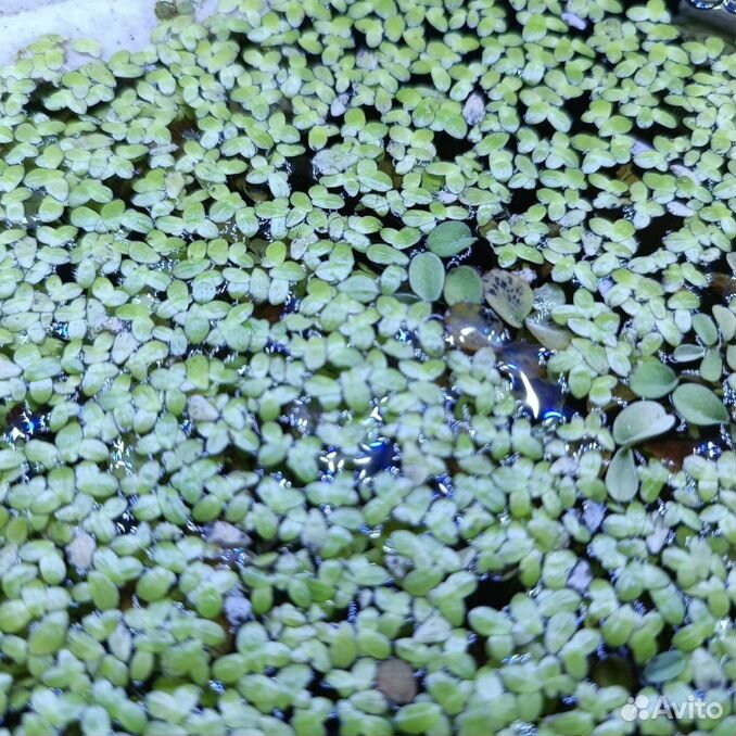 Улитки катушки и ряска бесплатно