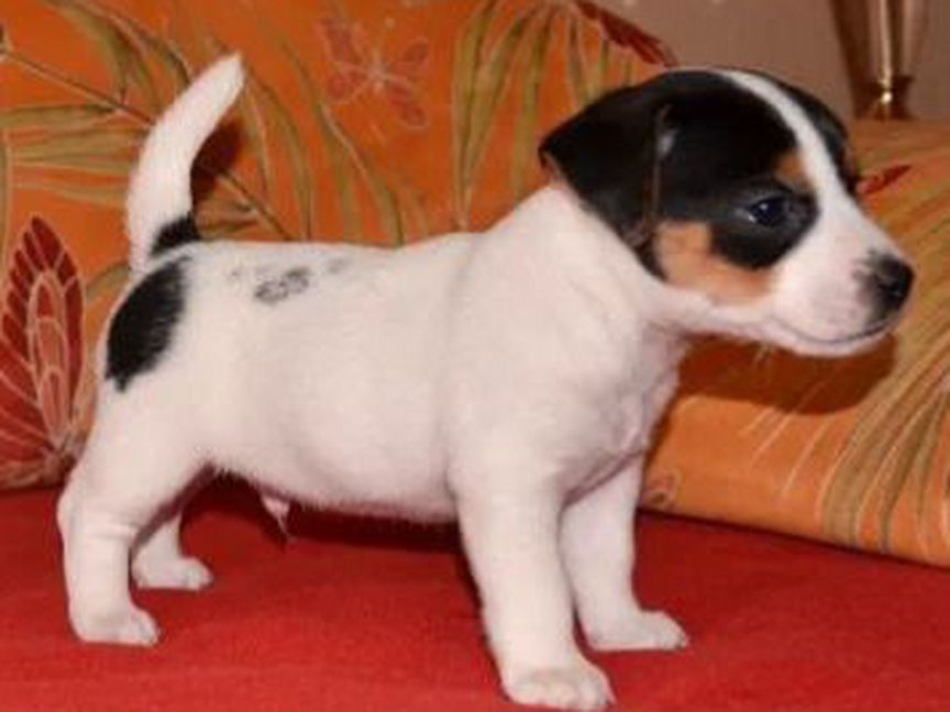 Джек рассел терьер мальчик