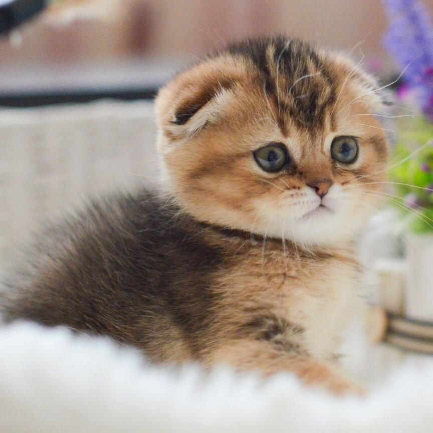 Шотландский вислоухий короткошёрстный котёнок