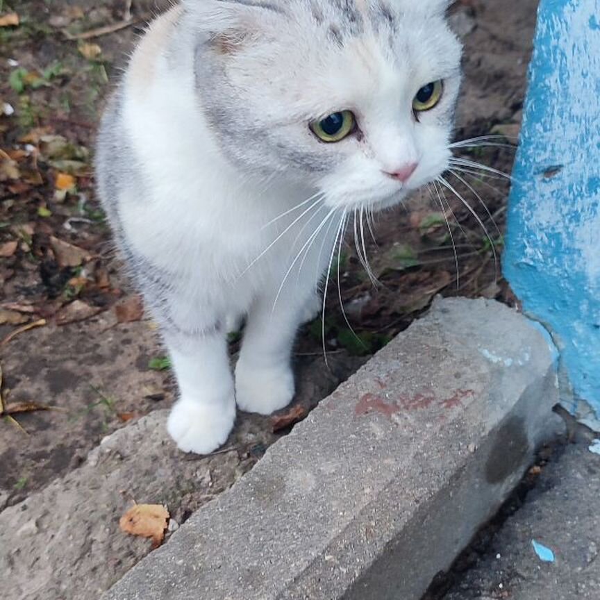 Шотландская вислоухая кошка бесплатно